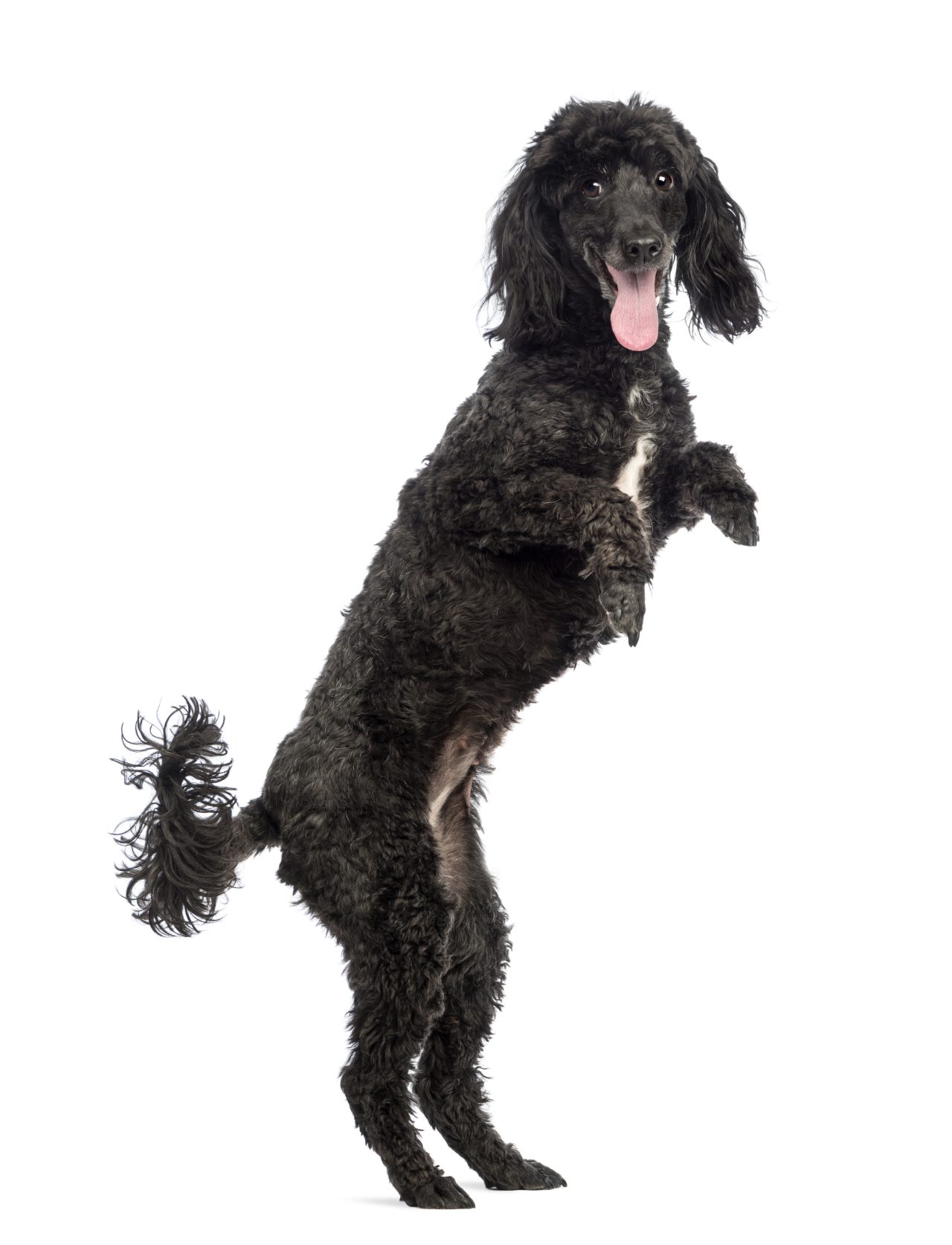 Apex Vet Surgery - Nashville & Memphis